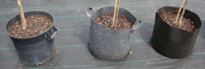 Развитие саженцев деревьев в зависимости от типа контейнера