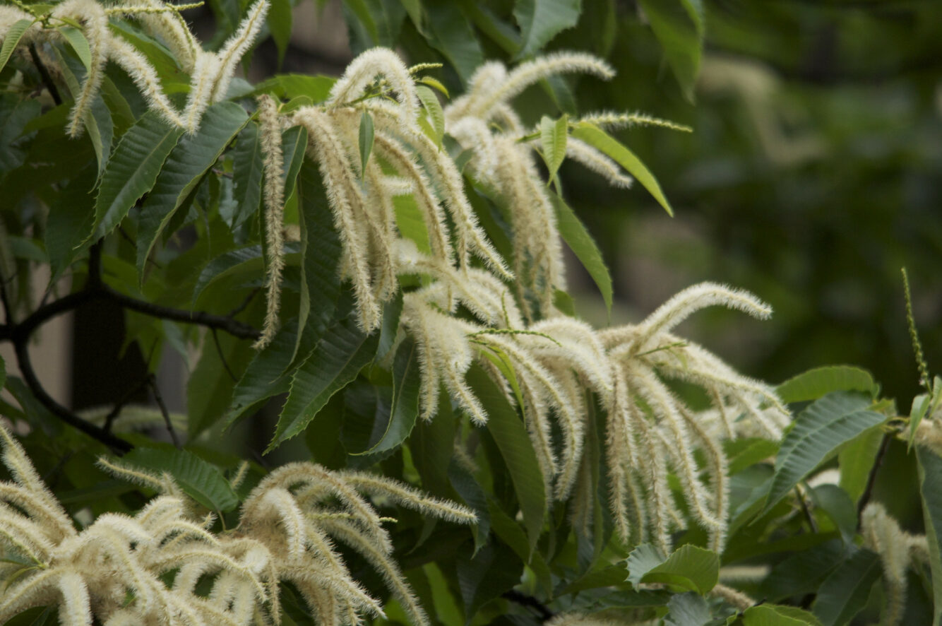 Саженцы каштан зубчатый (Американский) Castanea dentata