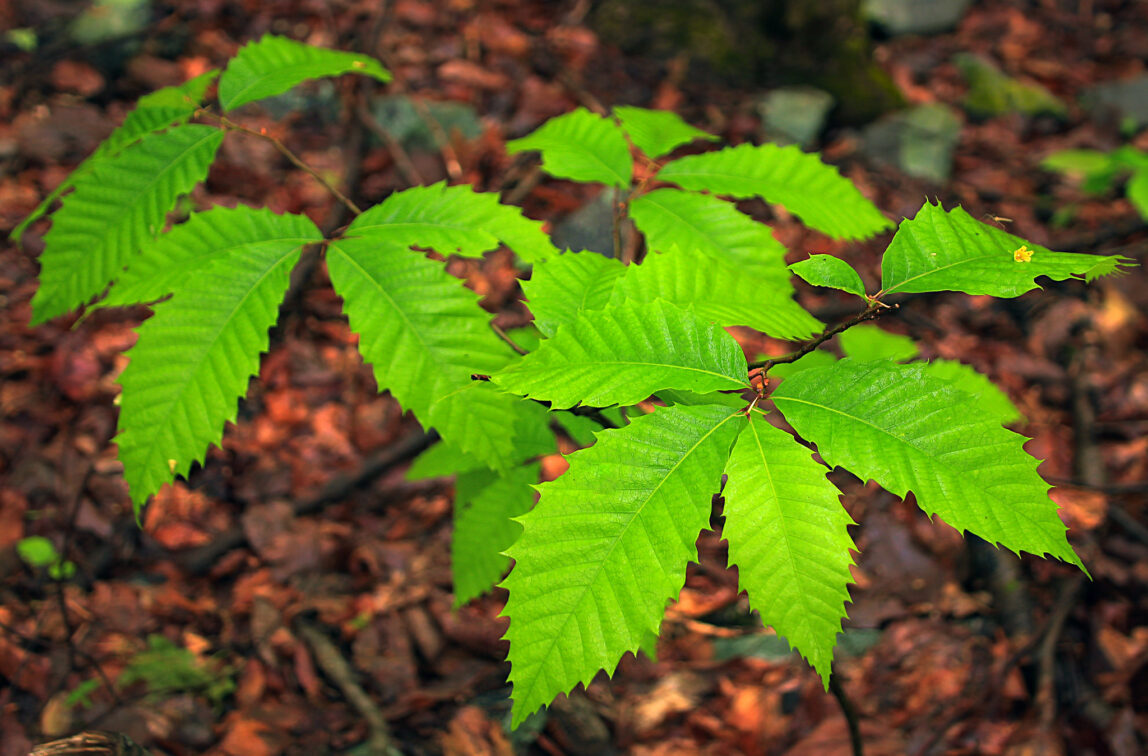 Саженцы каштан зубчатый (Американский) Castanea dentata