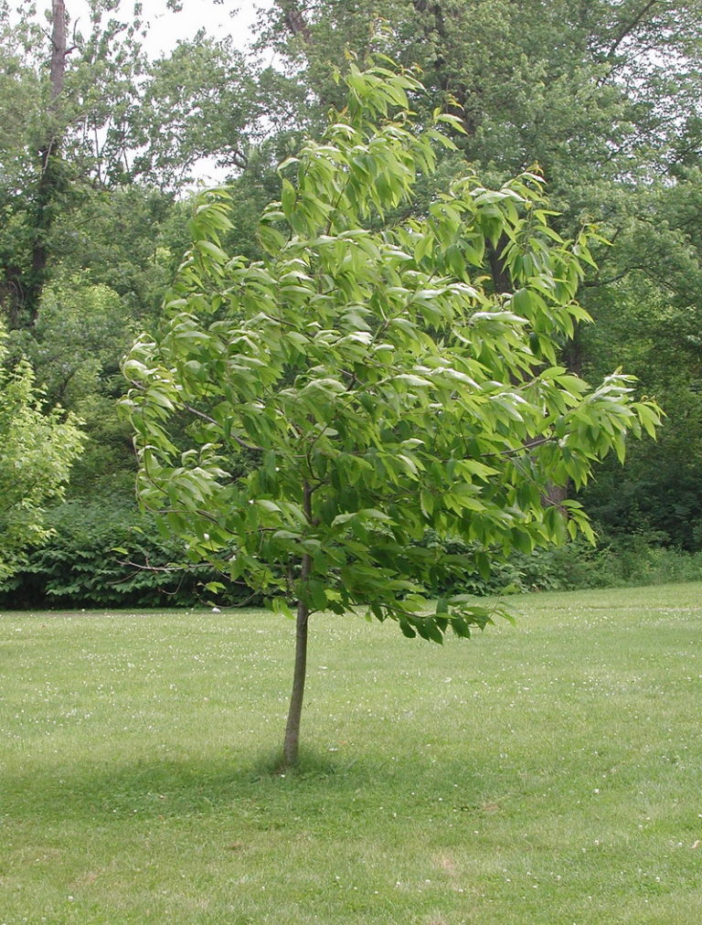 Саженцы каштан зубчатый (Американский) Castanea dentata