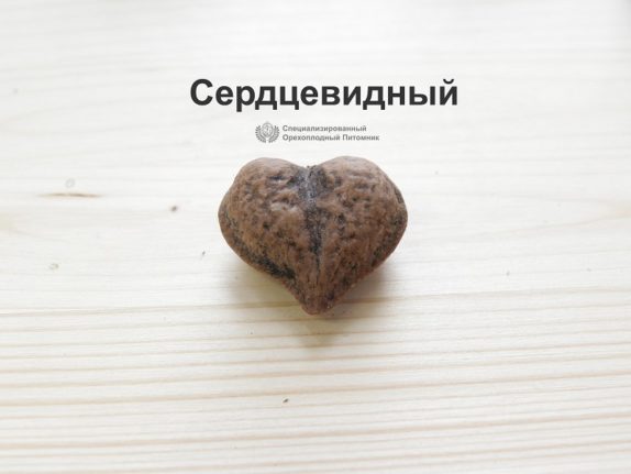 Саженцы маньчжурского ореха. Супер морозостойкий - фото и описание ...